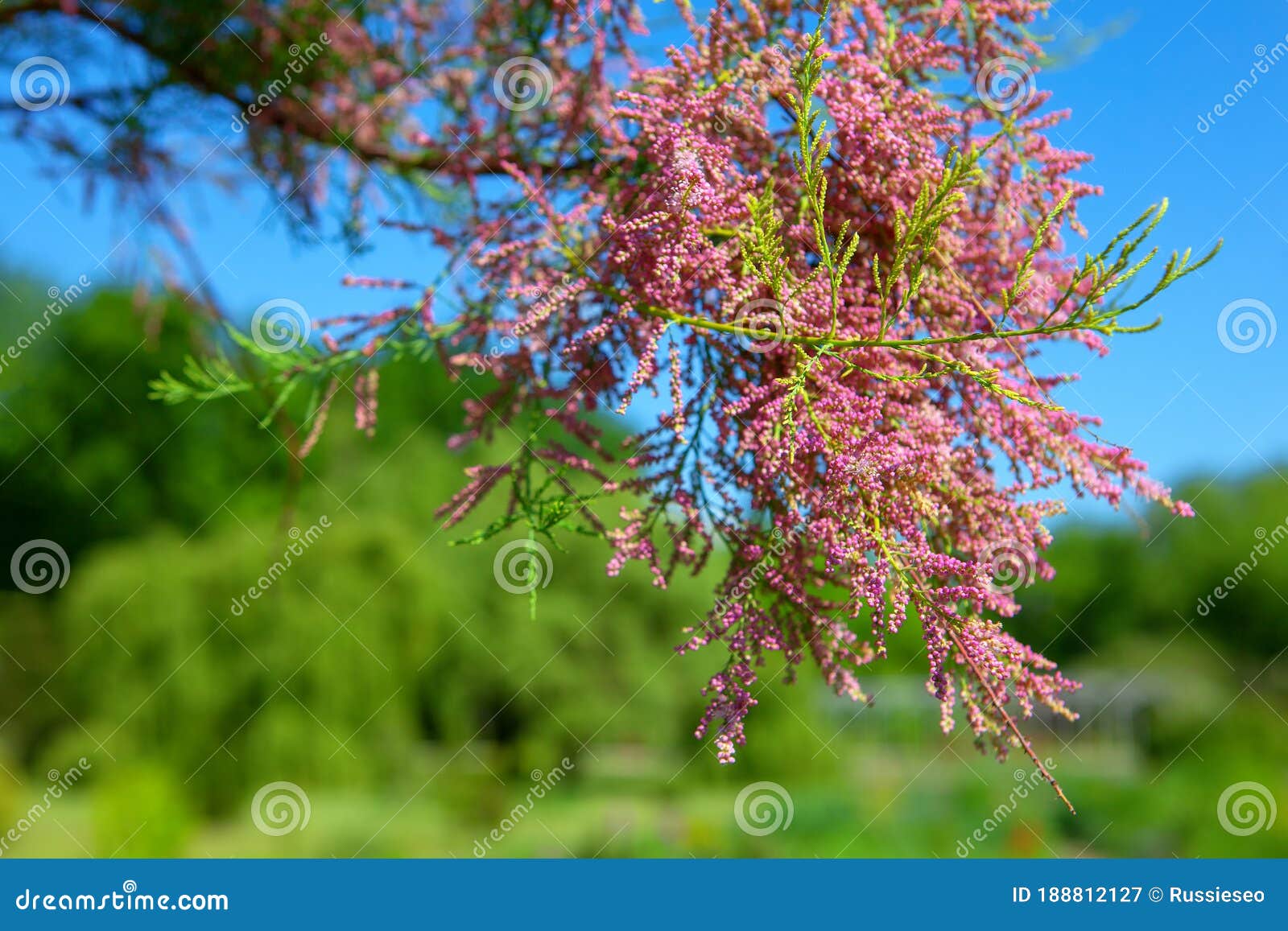 Tamarisk pink flowers stock image. Image of blooming - 188812127
