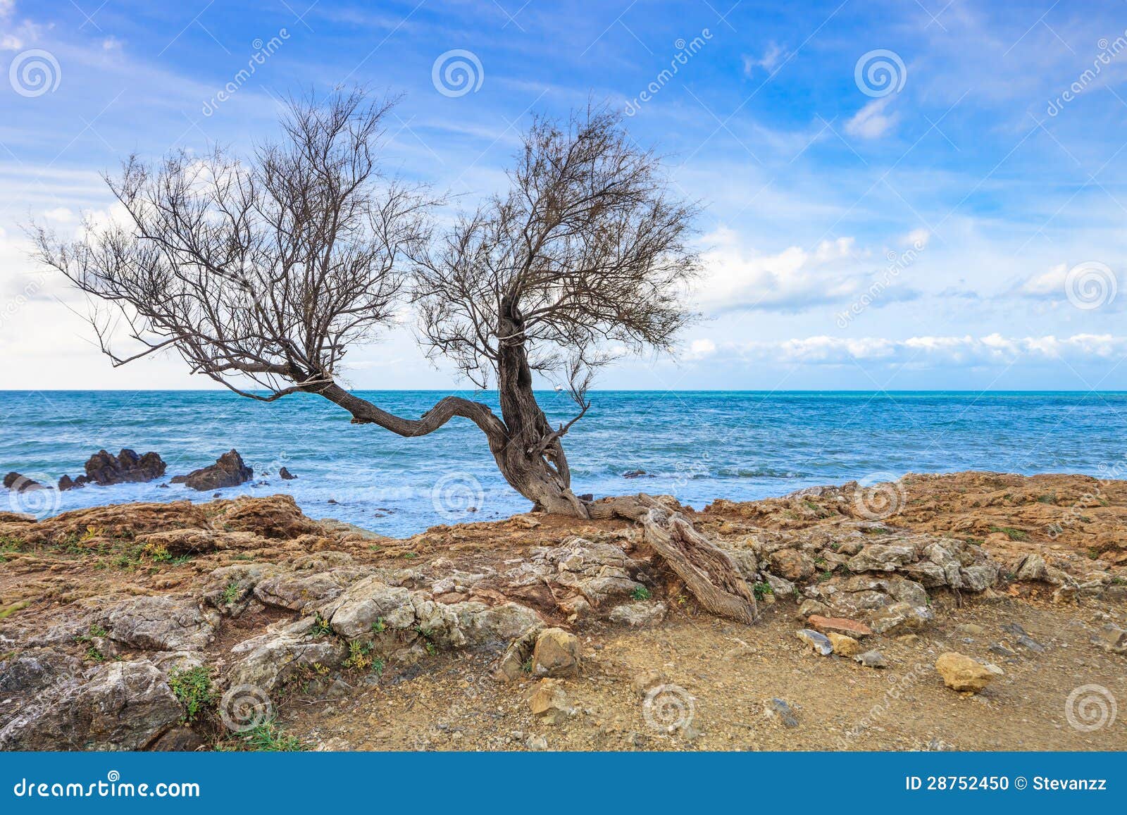 Tamarisk or Tamarix Tree, Rock Beach and Ocean on Background. Stock ...