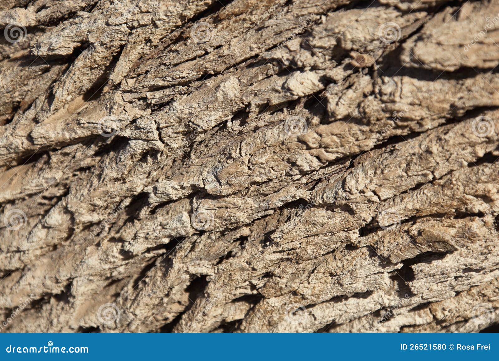 Tamarisk Tree Bark (Tamarix Articulata). Stock Photo - Image of ...