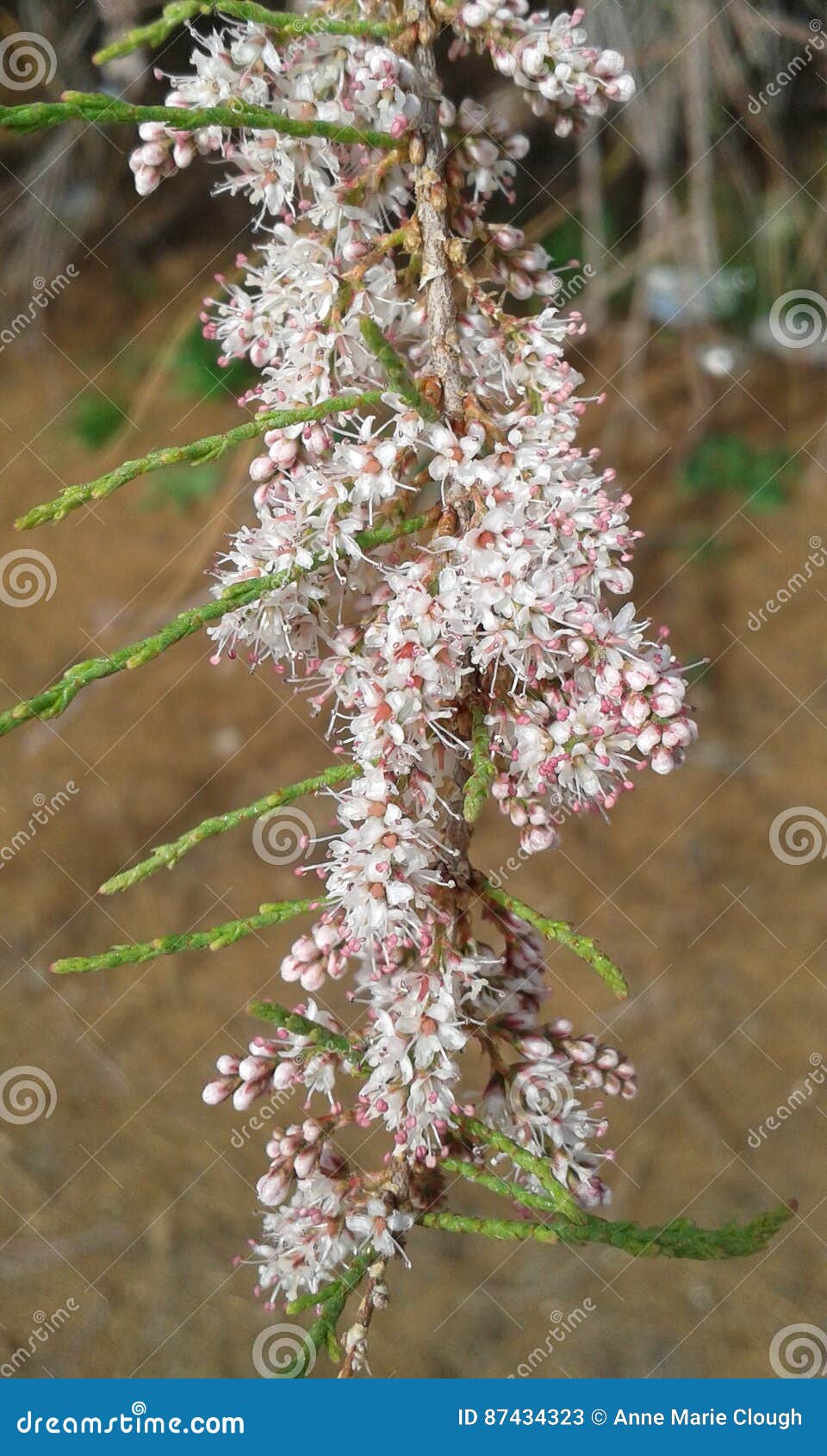 Tamarisk tree stock image. Image of tree, tamarisk, crete - 87434323