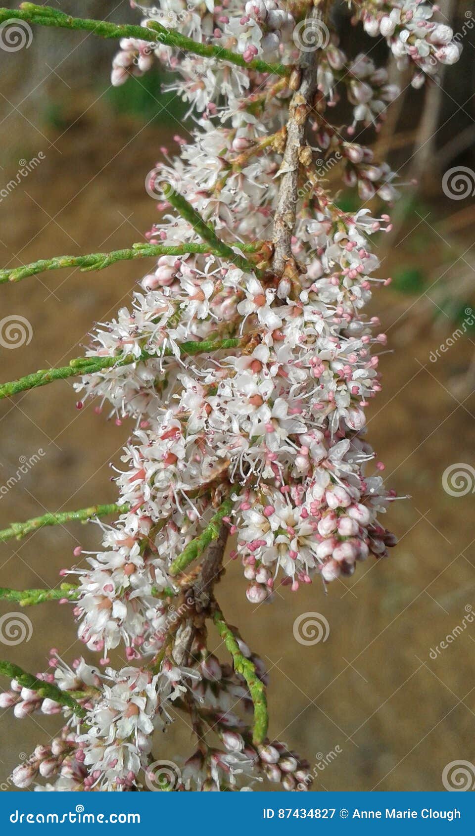 Tamarisk tree stock image. Image of white, tree, blossom - 87434827