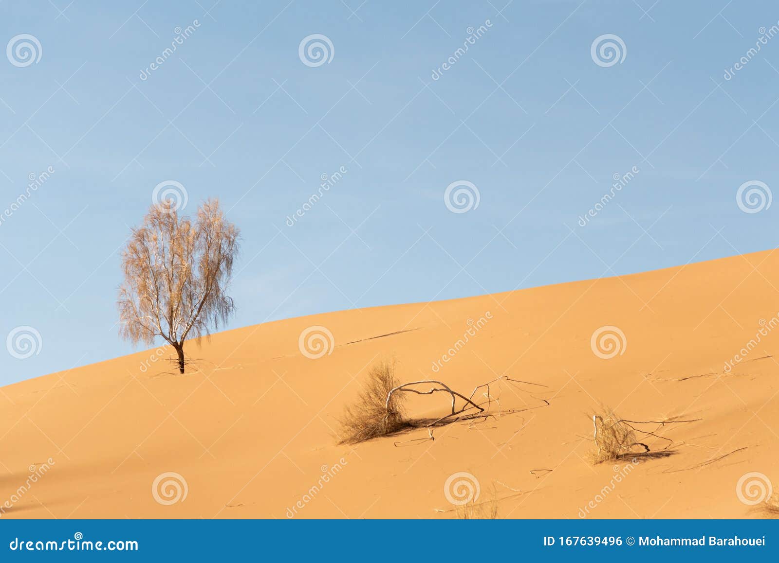Tamarisk Tree in the Desert Stock Photo - Image of shadows, horizon ...