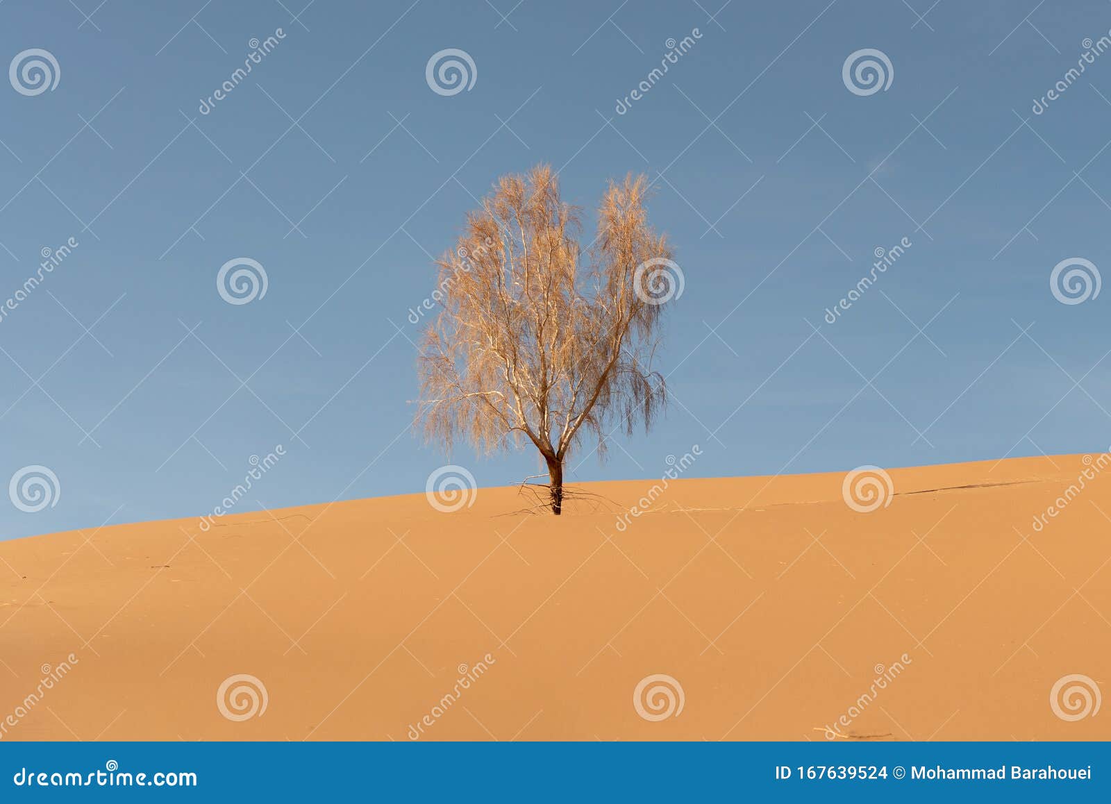 Tamarisk Tree in the Desert Stock Photo - Image of golden, dune: 167639524