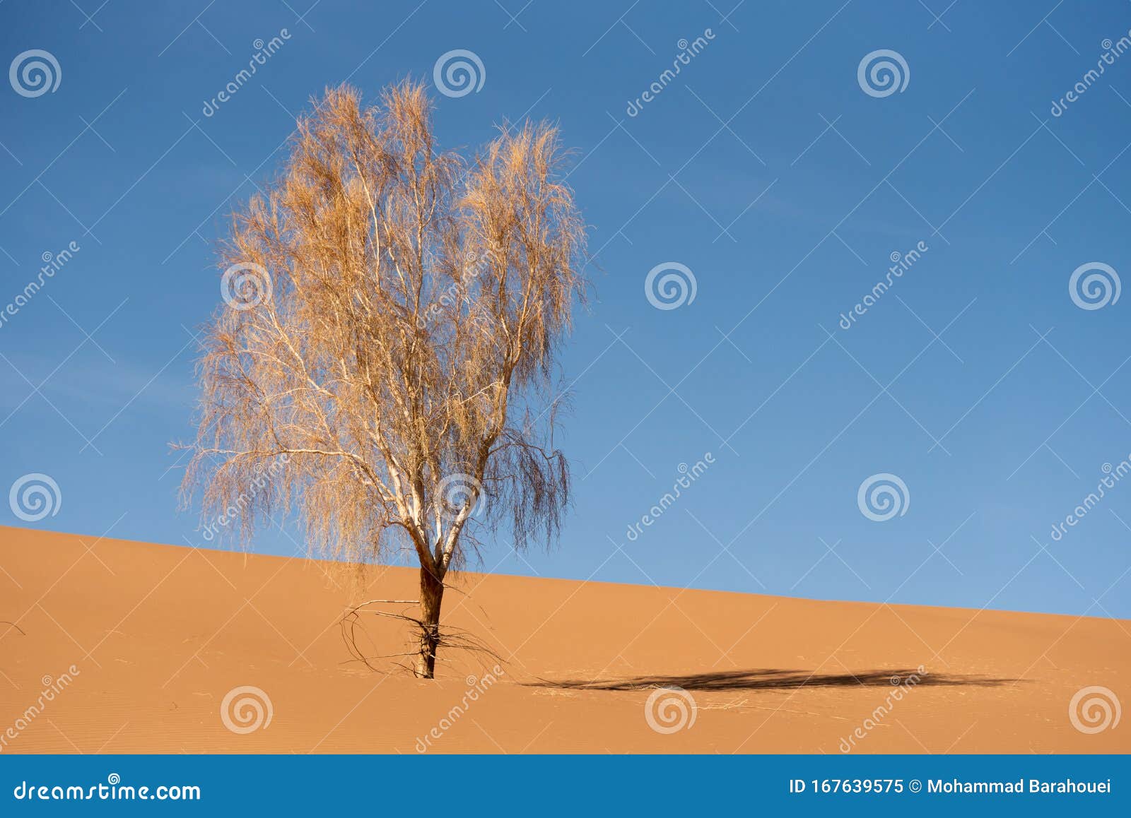Tamarisk Tree in the Desert Stock Image - Image of shapes, desert ...