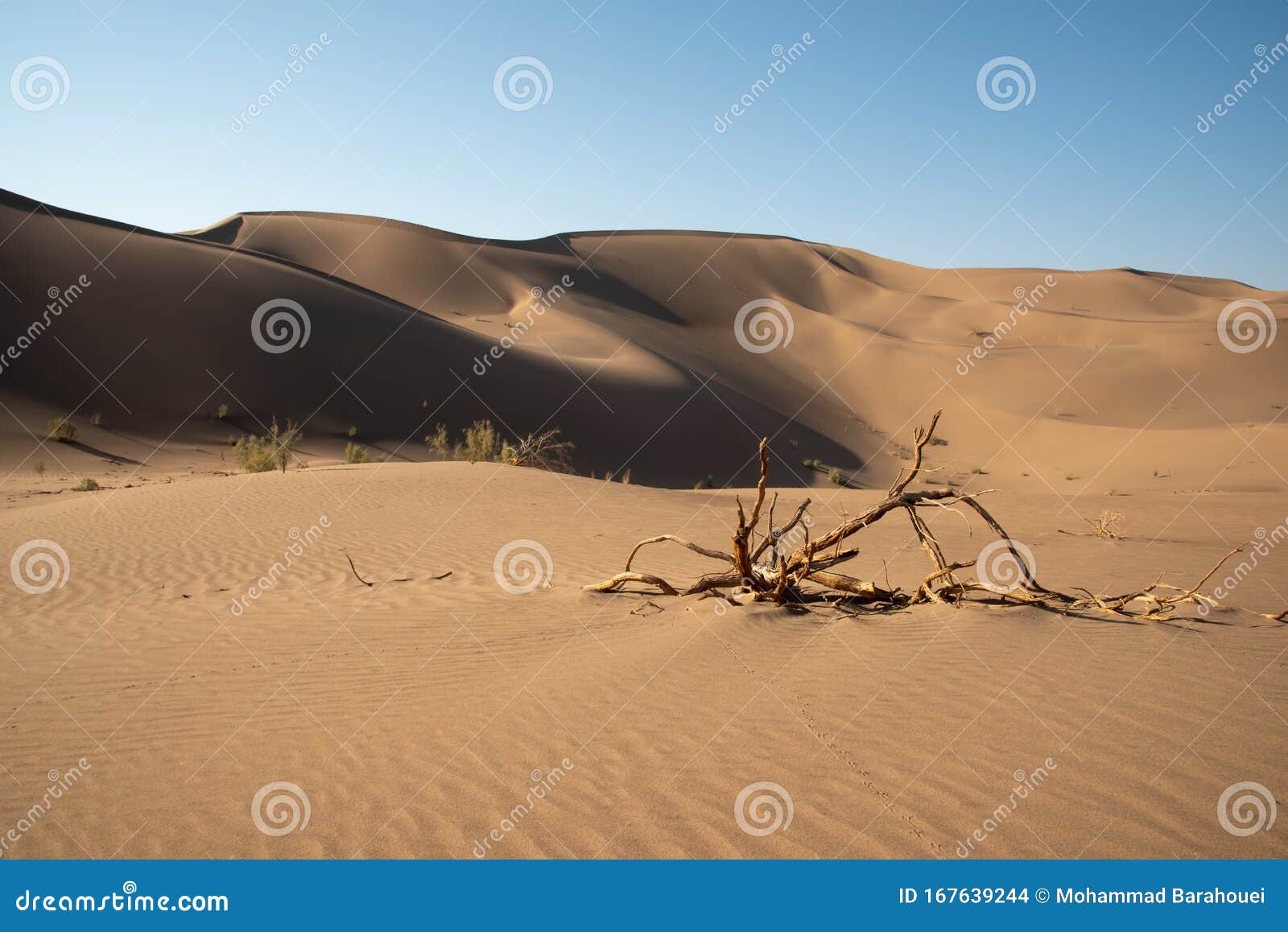Tamarisk Tree in the Desert Stock Photo - Image of sands, sahara: 167639244