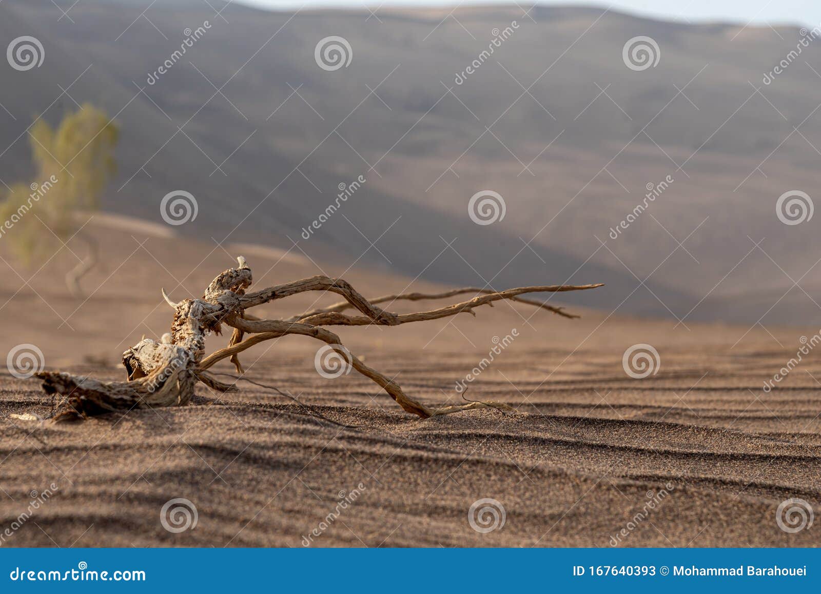 Tamarisk Tree in the Desert Stock Image - Image of golden, hottest ...
