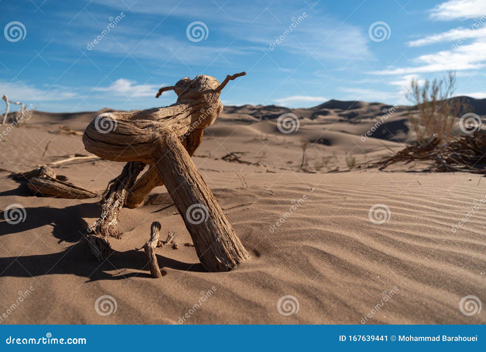 Tamarisk Tree in the Desert Stock Image - Image of shapes, sahara ...