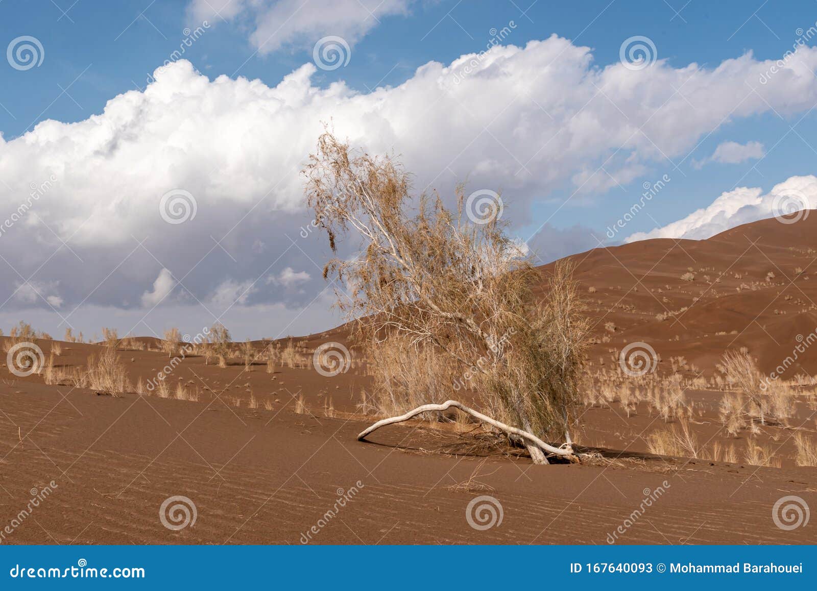 Tamarisk Tree in the Desert Stock Image - Image of horizon, mountains ...