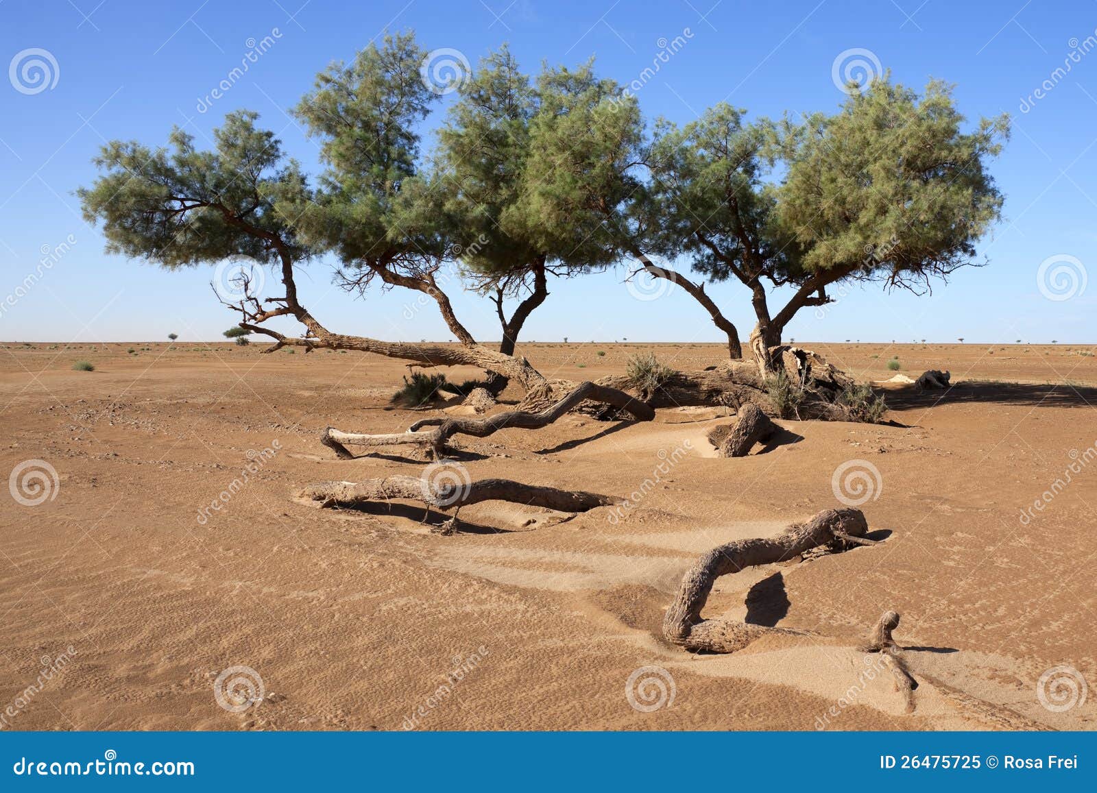 Tamarisk Trees (Tamarix Articulata) In The Desert. Stock Photo ...