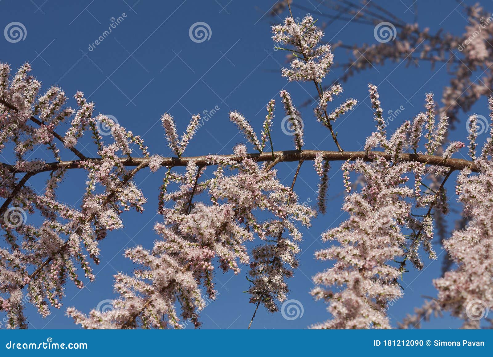 Tamarix gallica in bloom stock photo. Image of blossom - 181212090