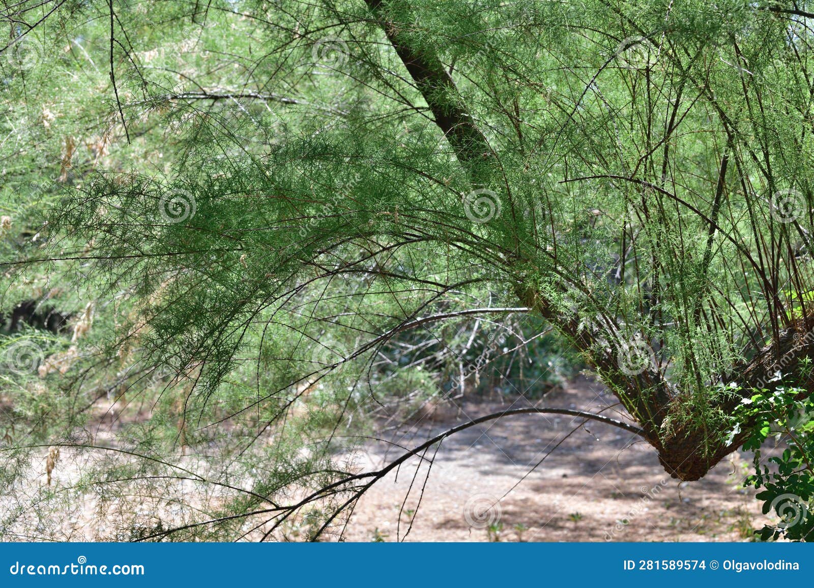 Tamarix Gallica - Grows in Steppes and Deserts Stock Photo - Image of ...