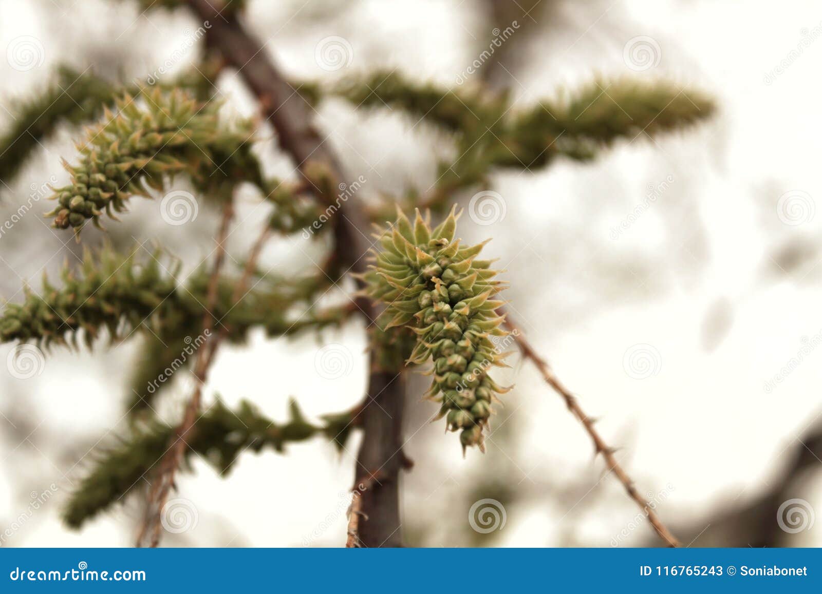 Tamarix Sp Tree Flowers and Branches. Stock Image - Image of botany ...