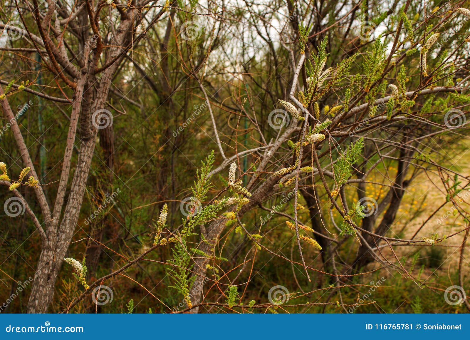Tamarix Sp Tree Flowers and Branches. Stock Image - Image of bush ...