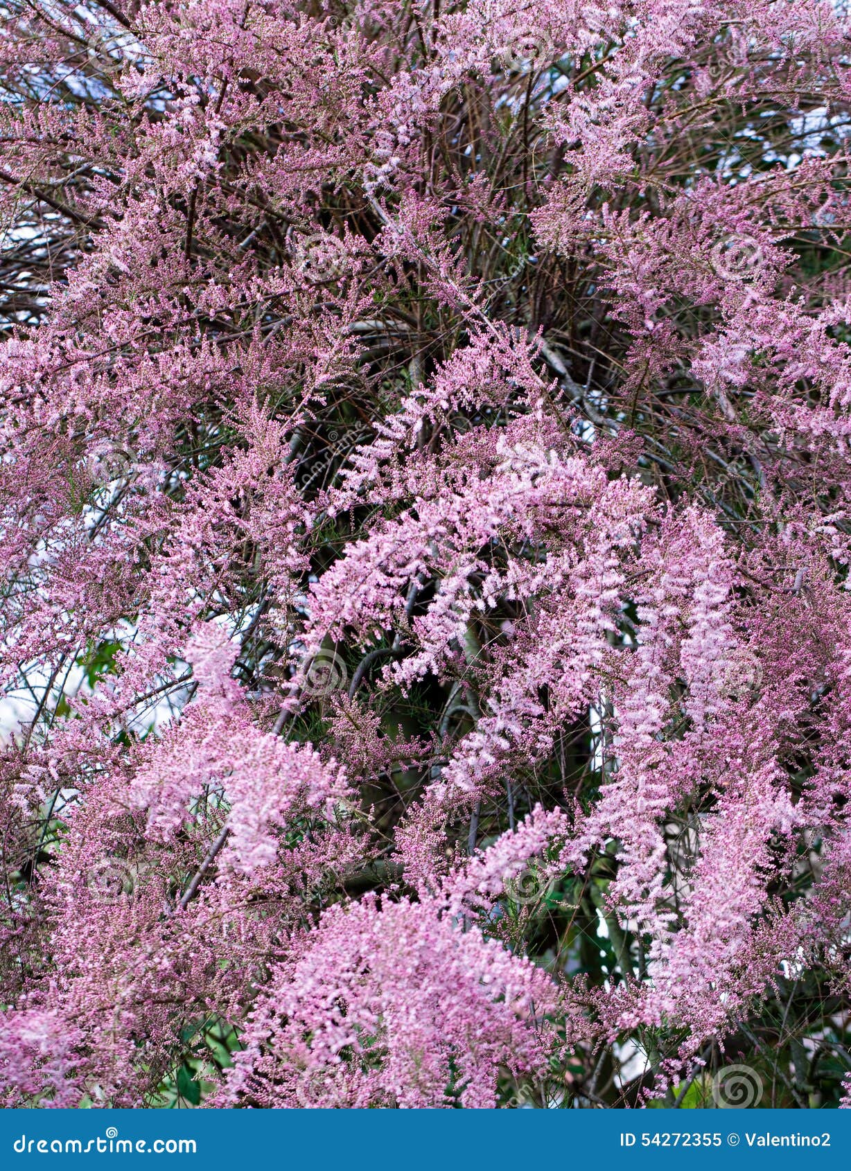 Tamarix Tree In Iranian Desert. Stock Photography | CartoonDealer.com ...