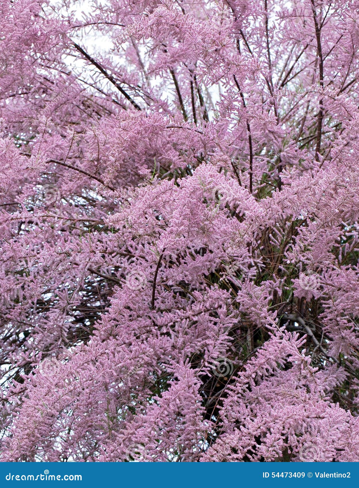 Tamarix Tree In Iranian Desert. Stock Photography | CartoonDealer.com ...