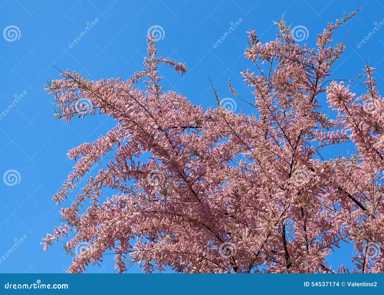 Tamarix tree stock photo. Image of salt, blossom, tamarisk - 54537174