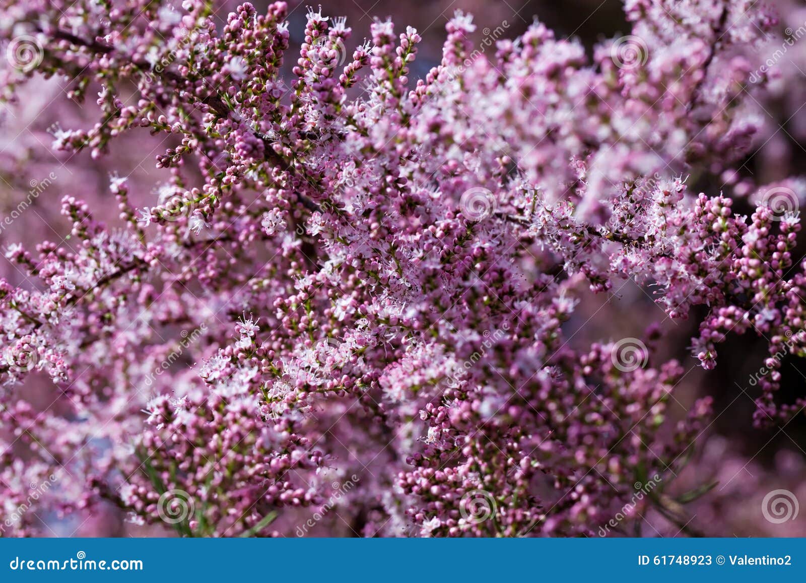 Tamarix tree stock image. Image of blooming, tamarix - 61748923