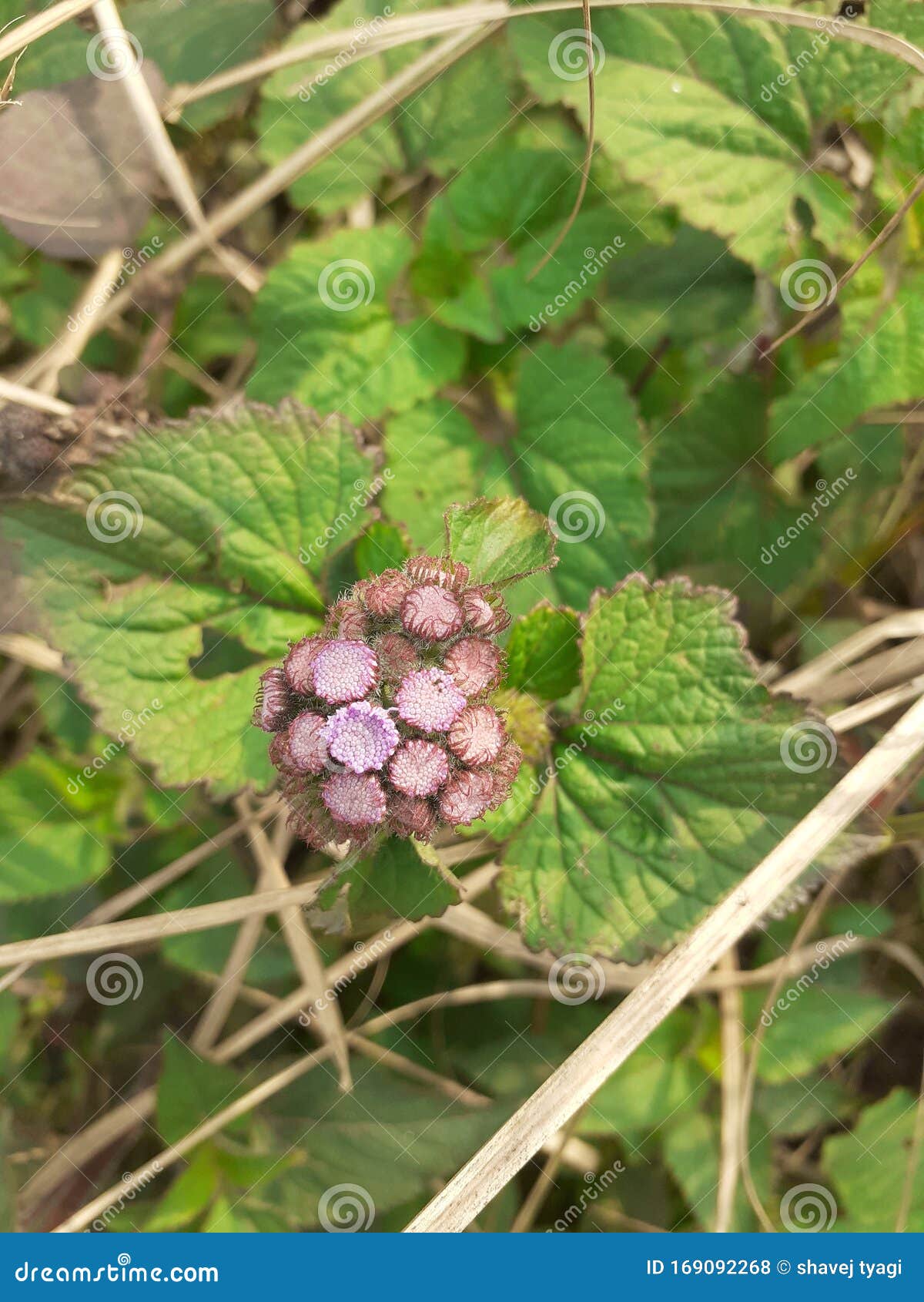 Tambaco Tree Green Wallpaper Must Stock Photo - Image of tambaco ...