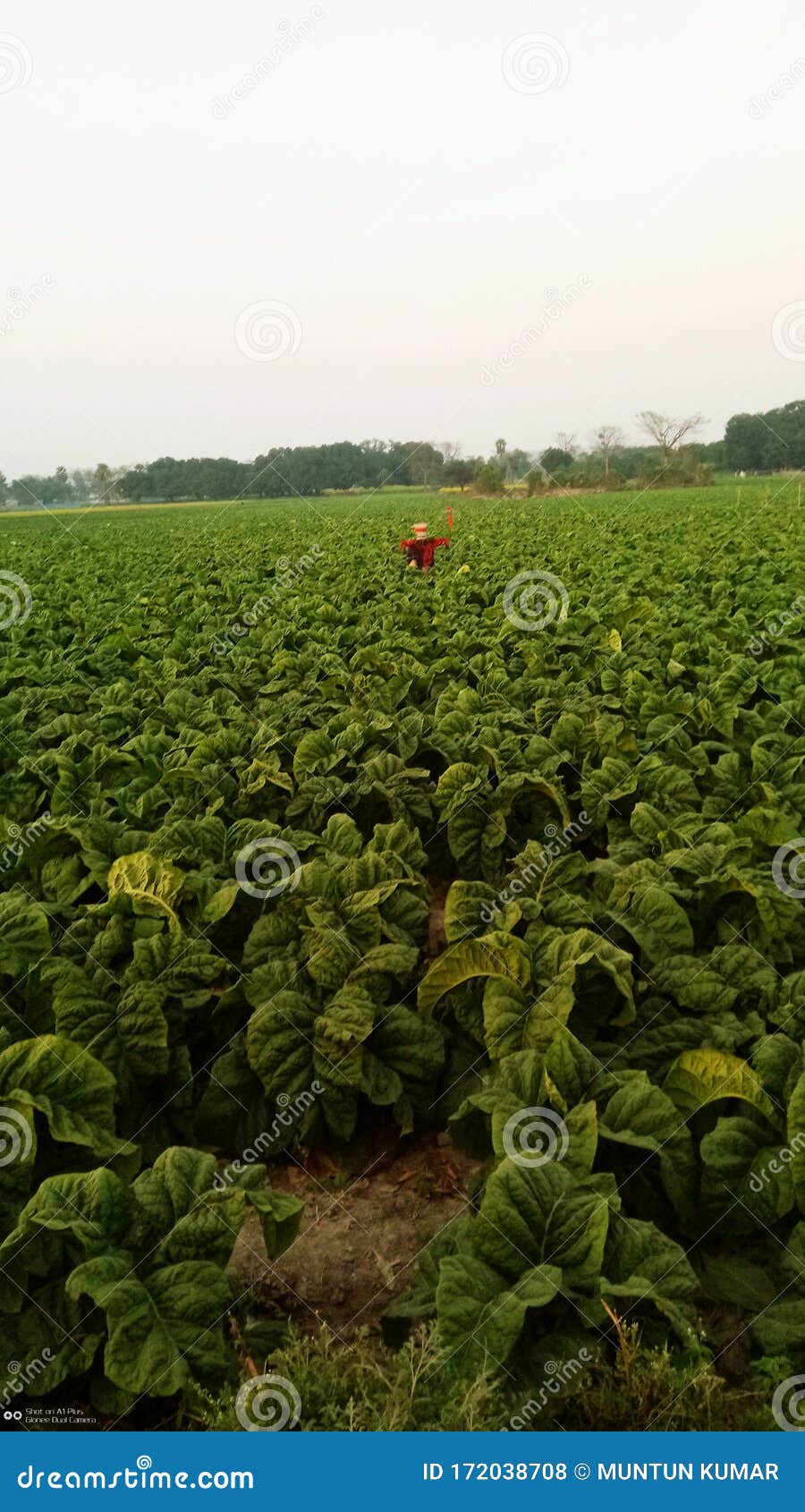 Tambakoo Green Plants in Bihar Village Stock Photo - Image of plants ...