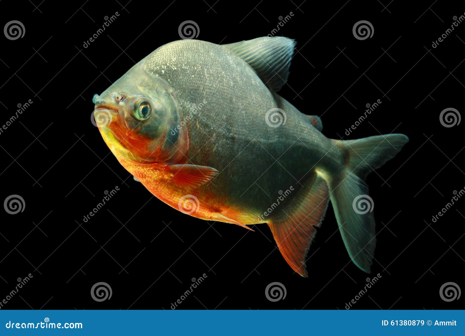 Tambaqui Fish Isolated on Black Stock Image - Image of living, aquarium ...