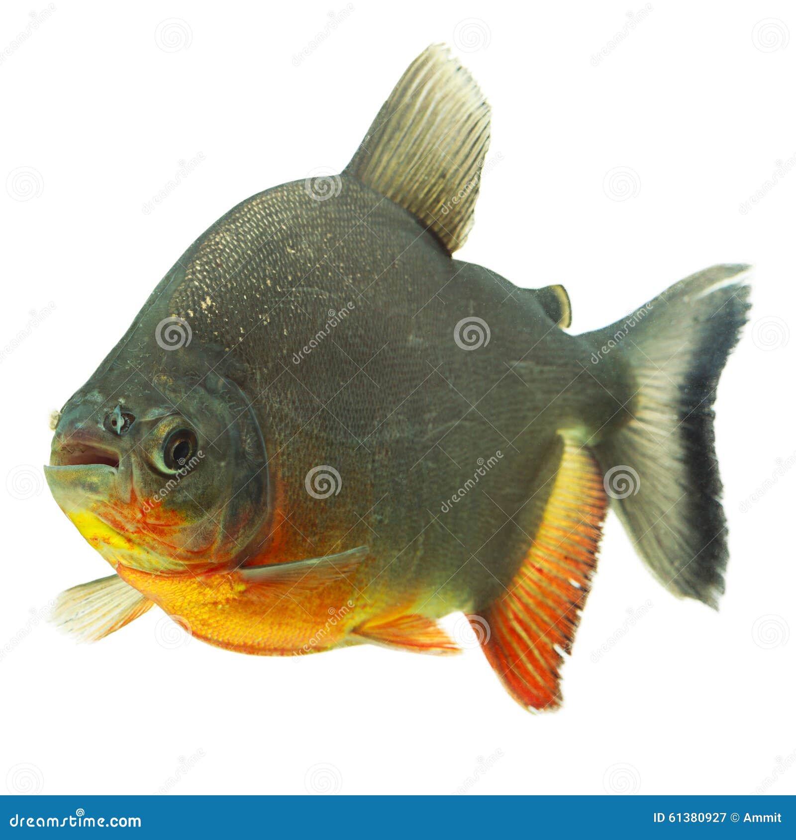 Tambaqui Fish Ribs, Traditional Brazilian Barbecue Whole Piece On ...