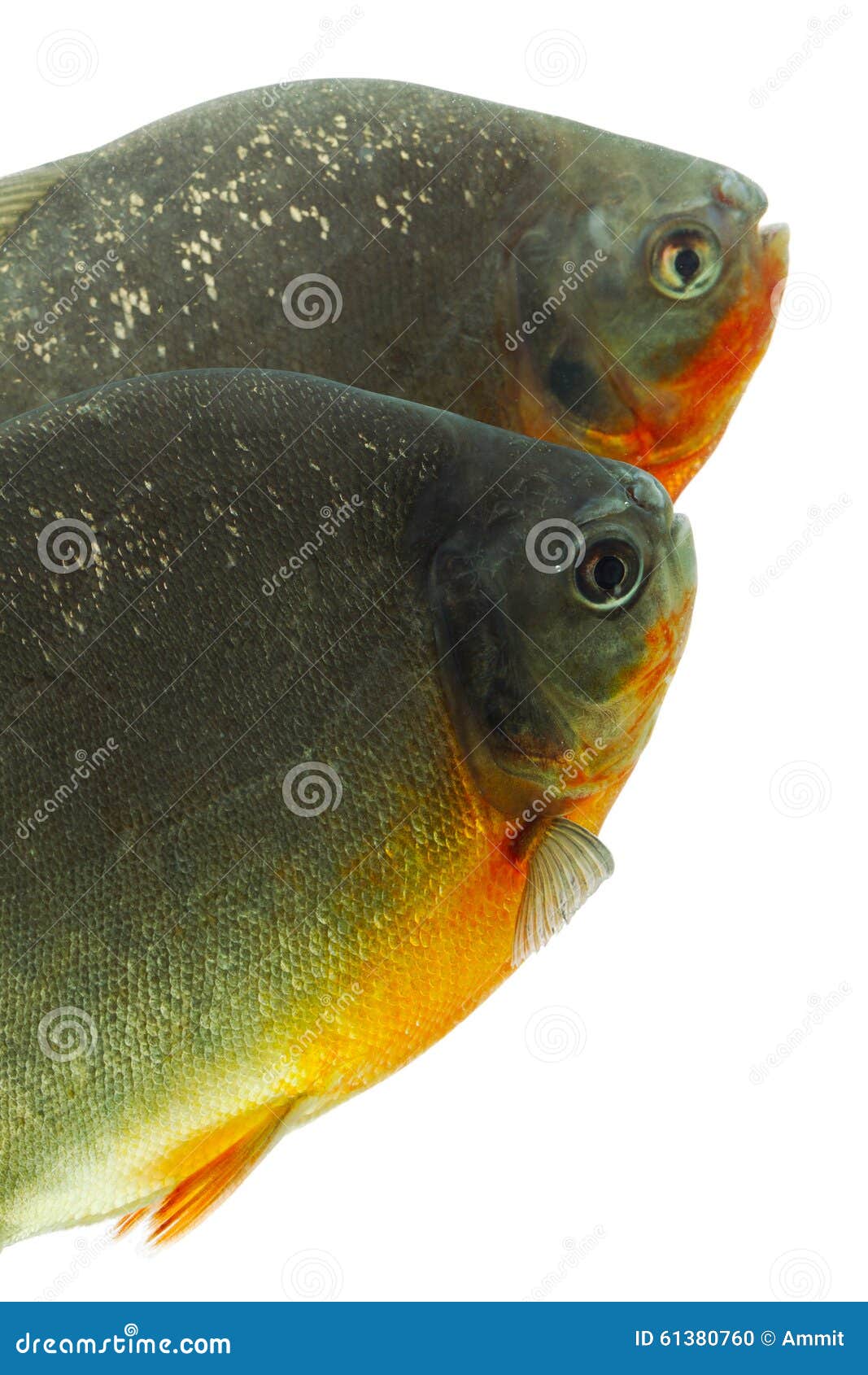 Tambaqui Pacu Fish stock photo. Image of pacu, profile - 61380760