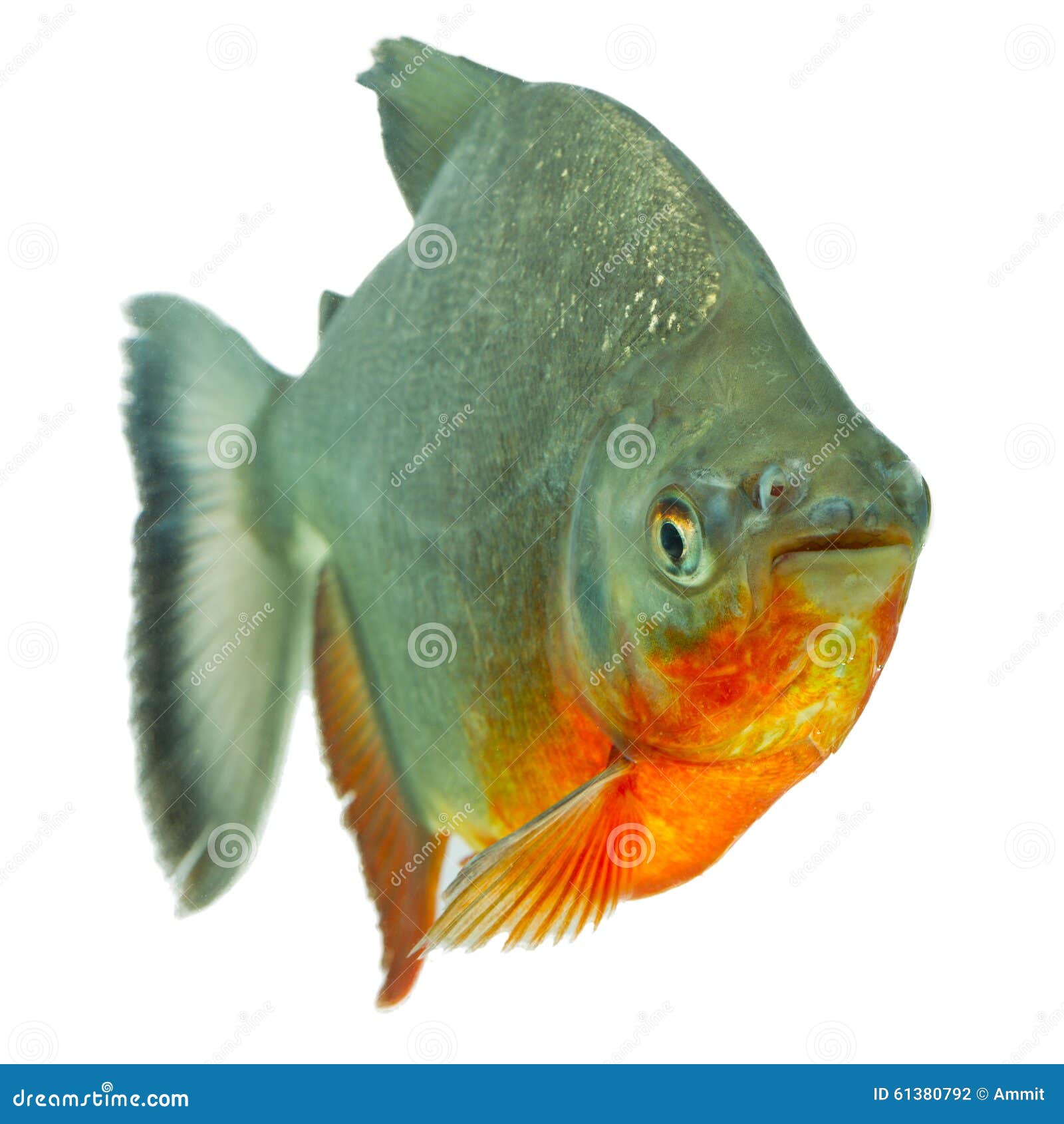 Tambaqui Pacu Fish stock photo. Image of amazonia, characin - 61380792