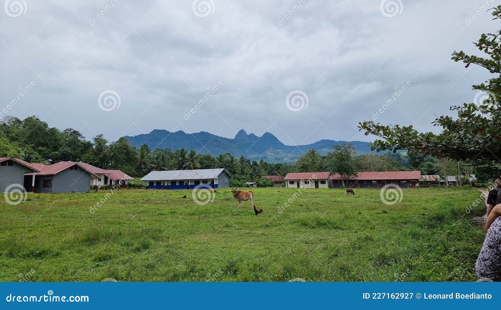Tambing-Tambing Village stock image. Image of meadow - 227162927