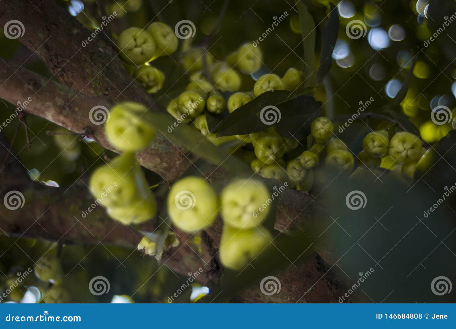 Tambis Stock Photos - Download 150 Royalty Free Photos