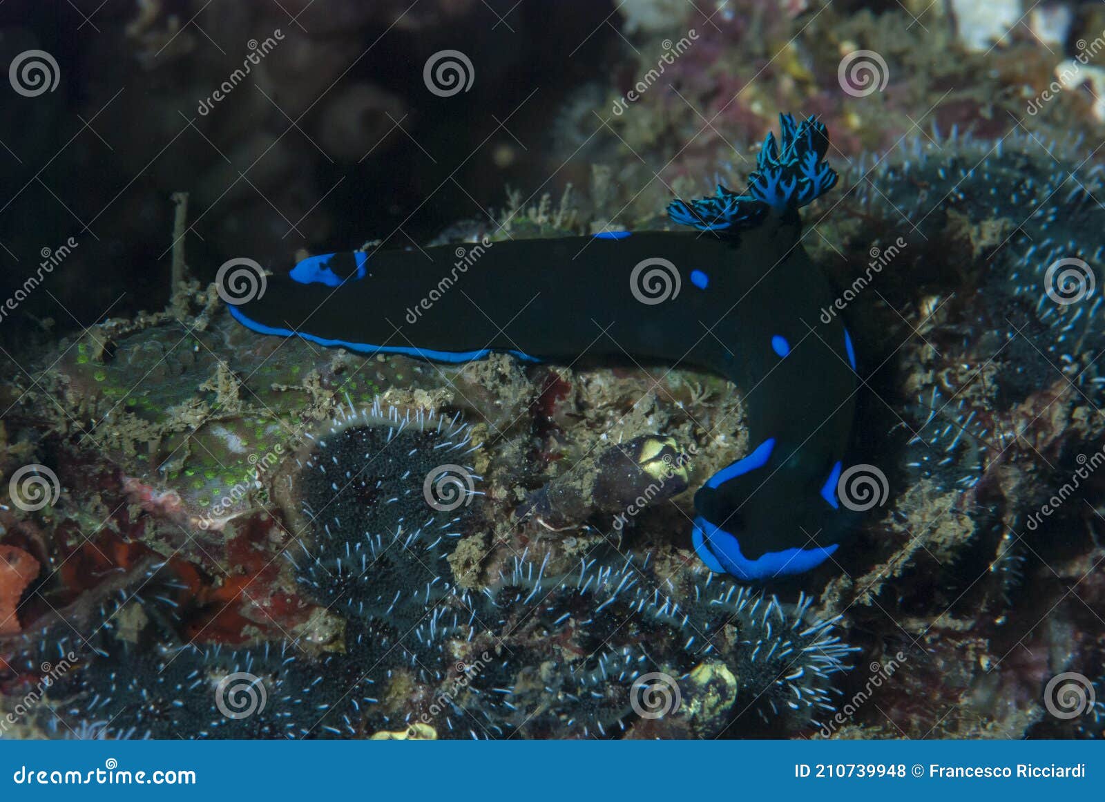 Nudibranch Tambja morosa stock photo. Image of marine - 210739948
