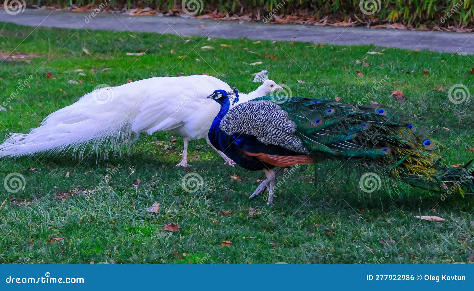 A Tame Albino Peacock and a Normal Peacock Stroll through the Grass in ...