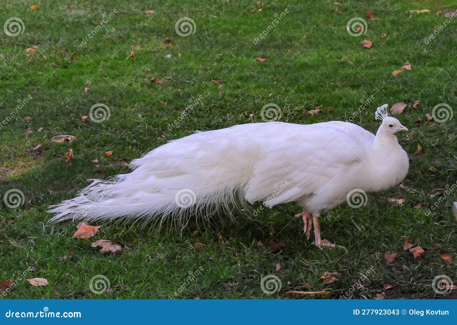 A Tame Albino Peacock and a Normal Peacock Stroll through the Grass in ...