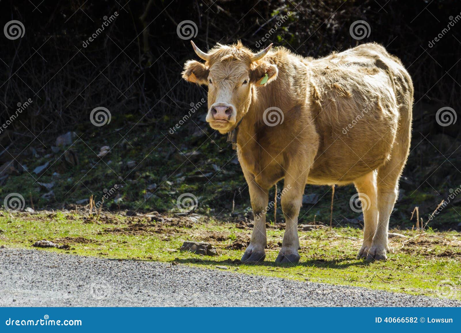 Tame bull 2 stock photo. Image of livestock, agriculture - 40666582