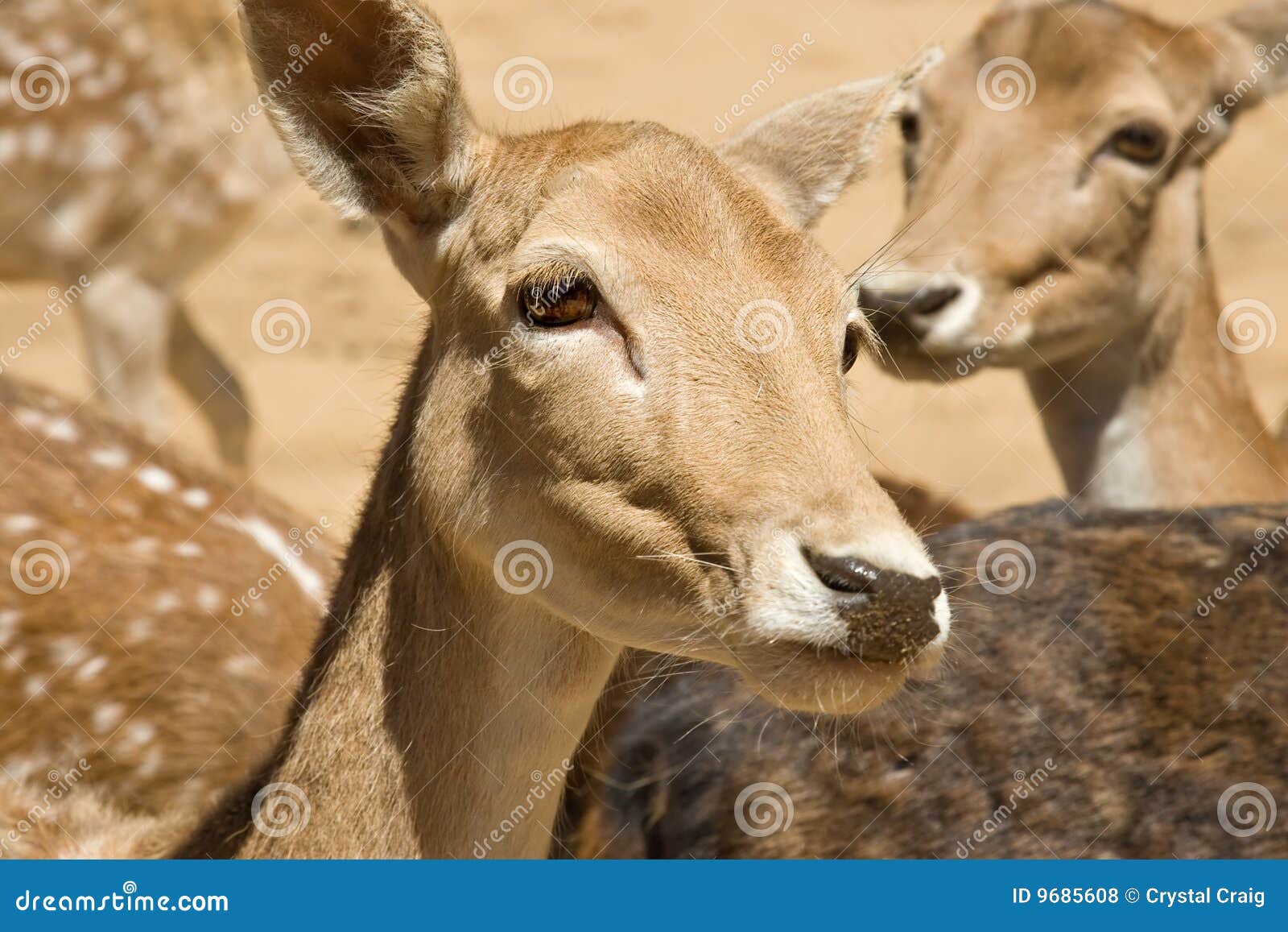 Tame deer stock photo. Image of closeup, close, deer, animal - 9685608