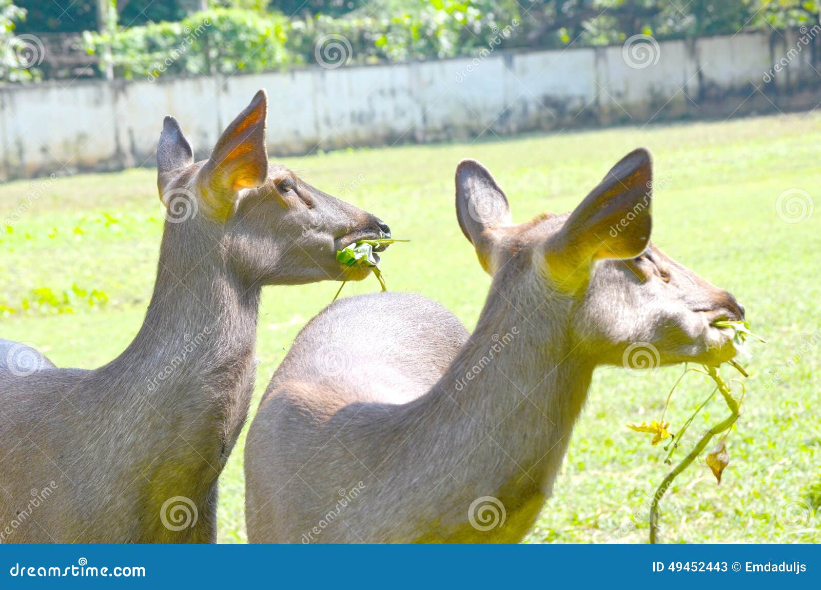 Tame deer stock image. Image of hunt, close, ears, brown - 49452443