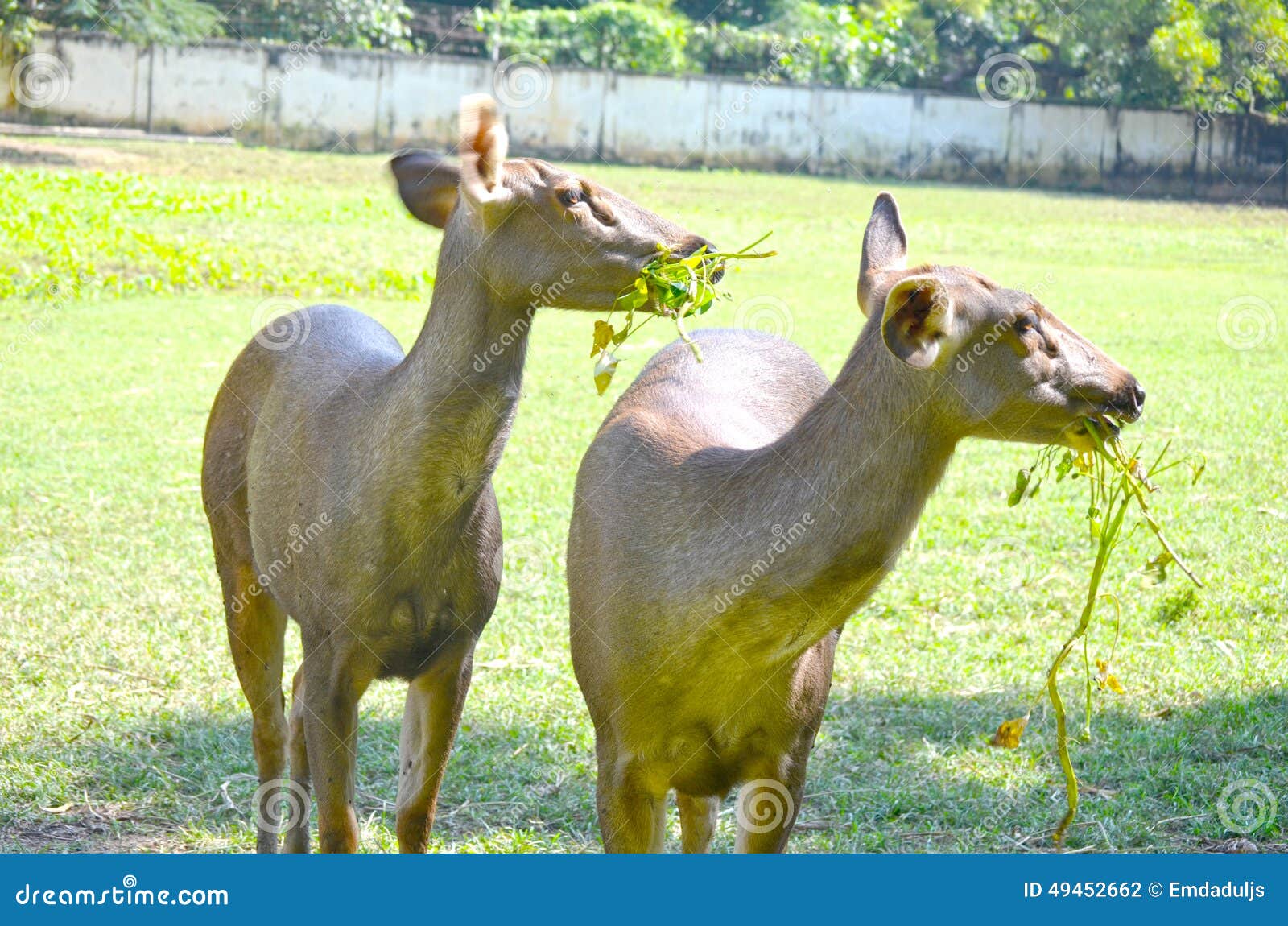 Tame deer stock photo. Image of herbivorous, antlers - 49452662