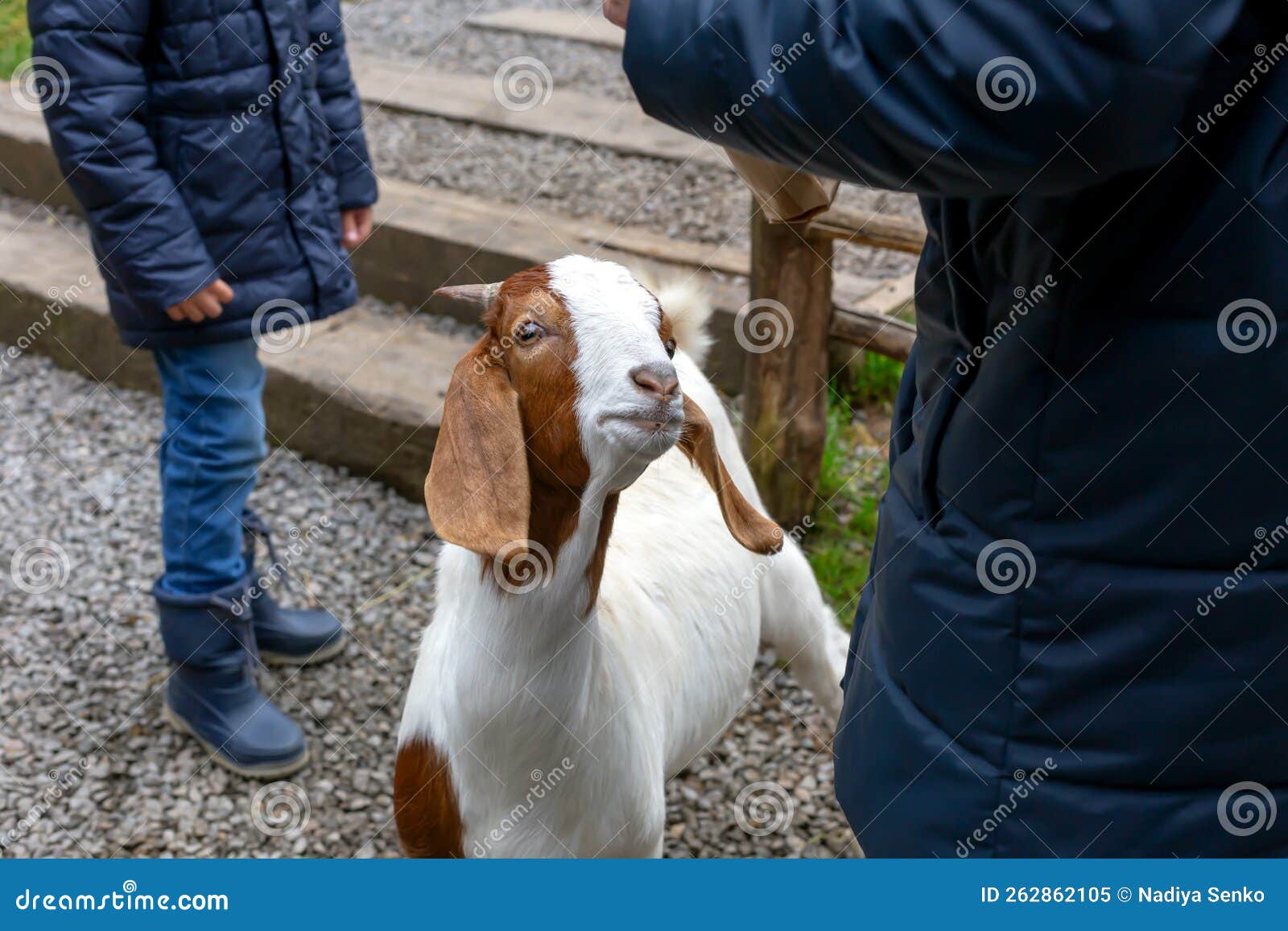 Tame goat and people stock image. Image of cute, happy - 262862105