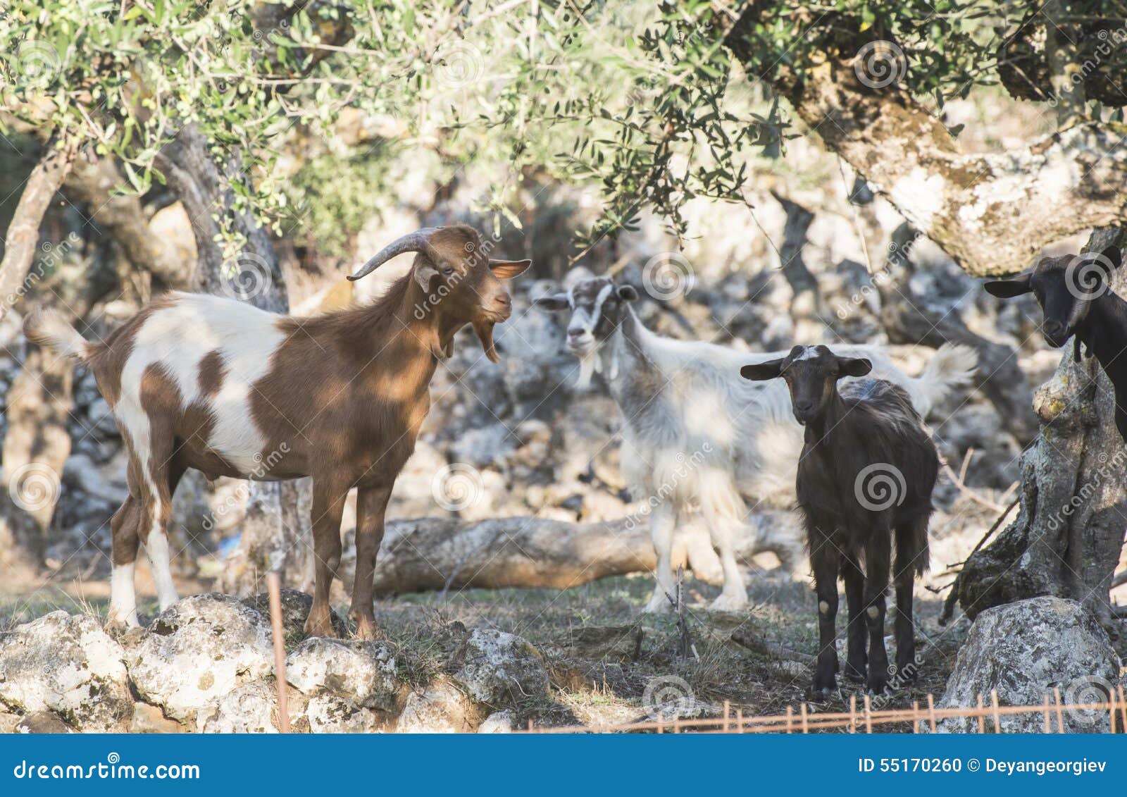 Tame Goats among the Olive Trees Stock Photo - Image of environment ...