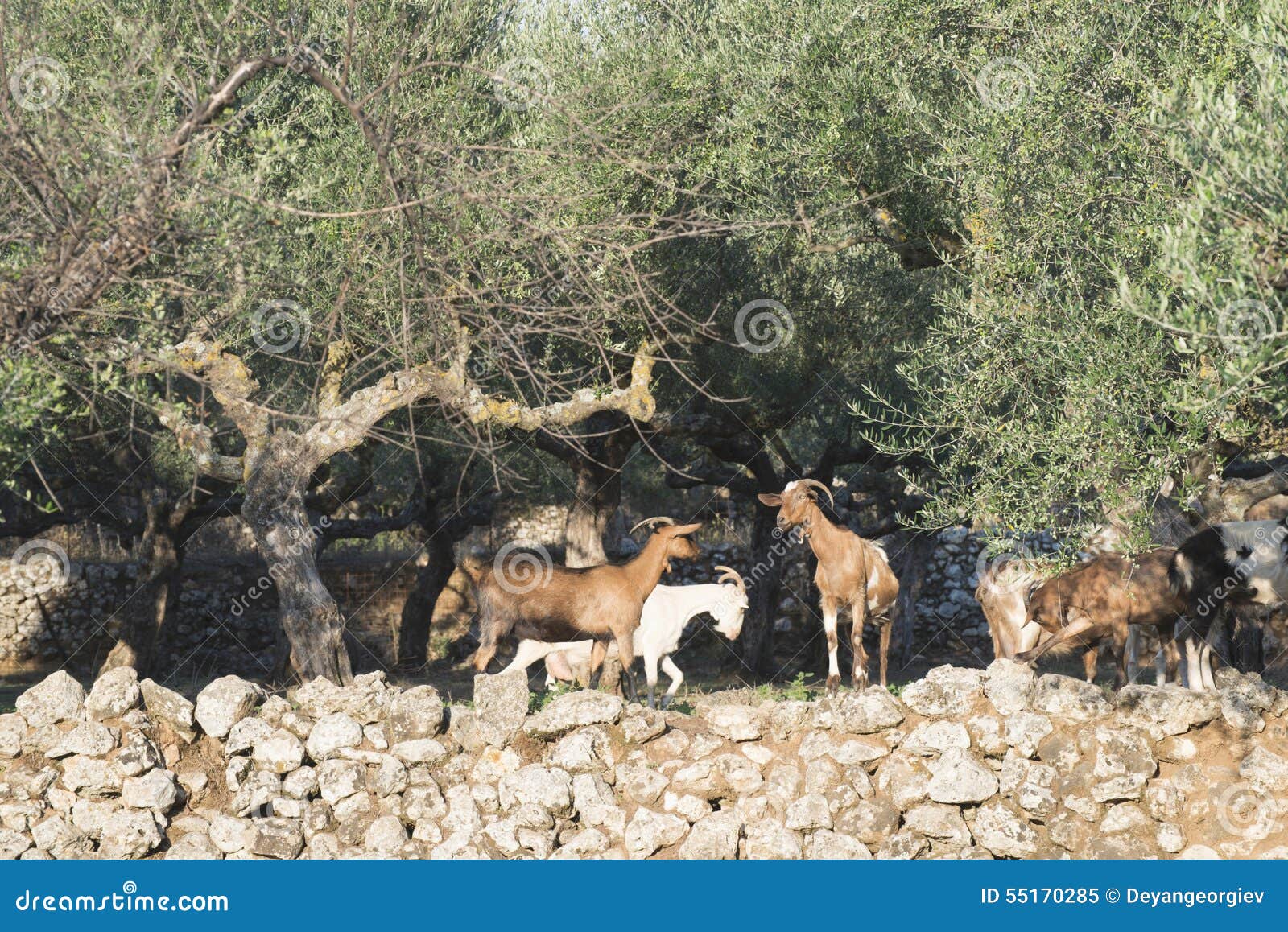 Tame Goats among the Olive Trees Stock Image - Image of farming, grass ...