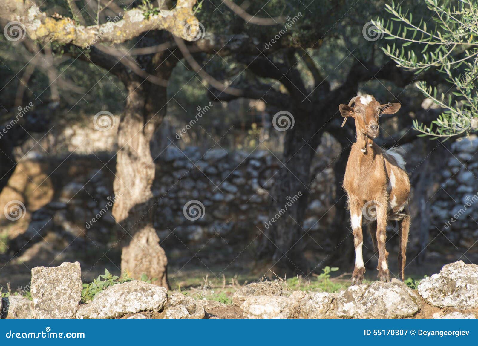 Tame Goats among the Olive Trees Stock Image - Image of goat, nature ...