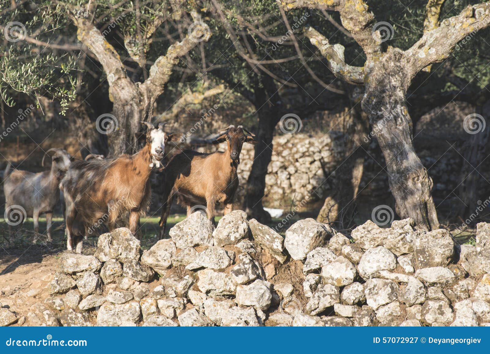 Tame Goats among the Olive Trees Stock Image - Image of olive, family ...
