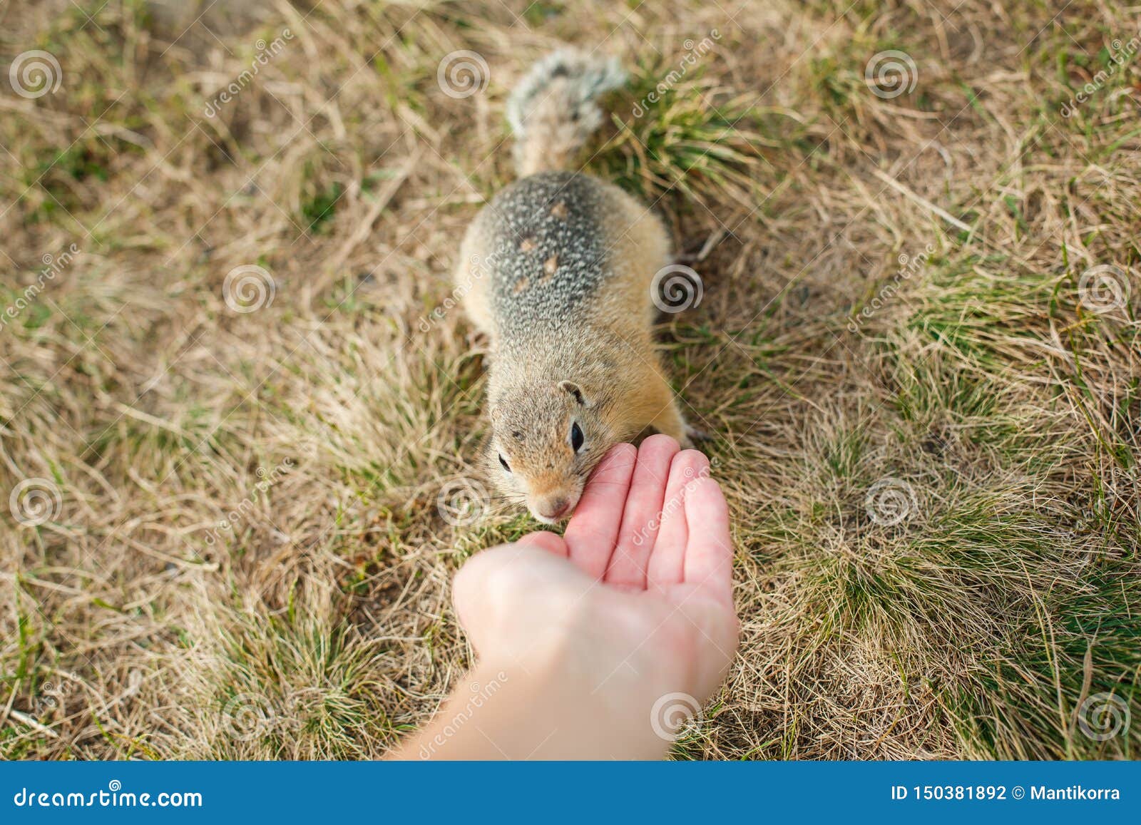 Tame Gopher in Grass Eats with Hand, Closeup Stock Photo - Image of ...