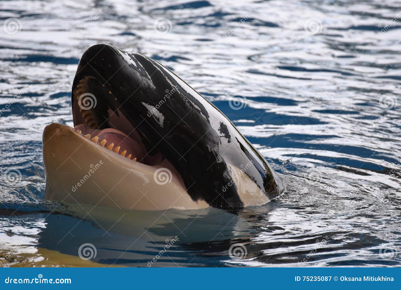 Tame killer whale playing stock image. Image of tongue - 75235087