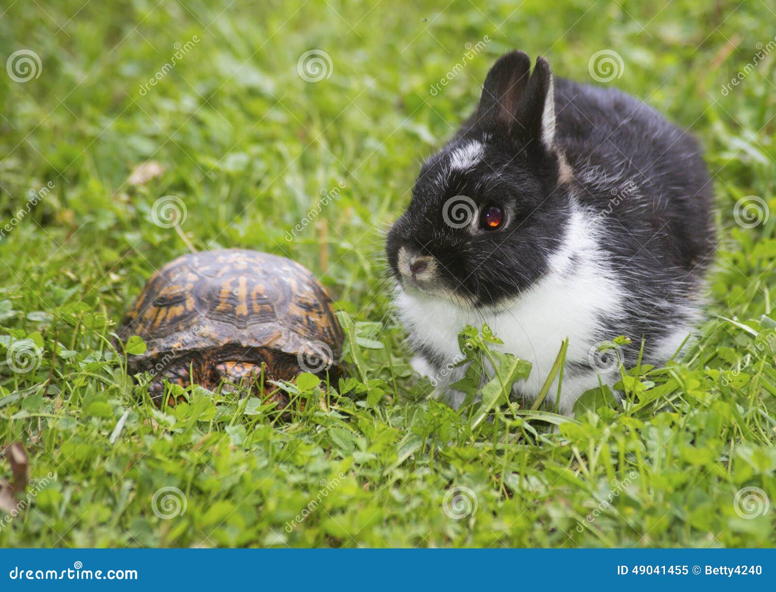Tame rabbit and turtle. stock image. Image of tame, alert - 49041455