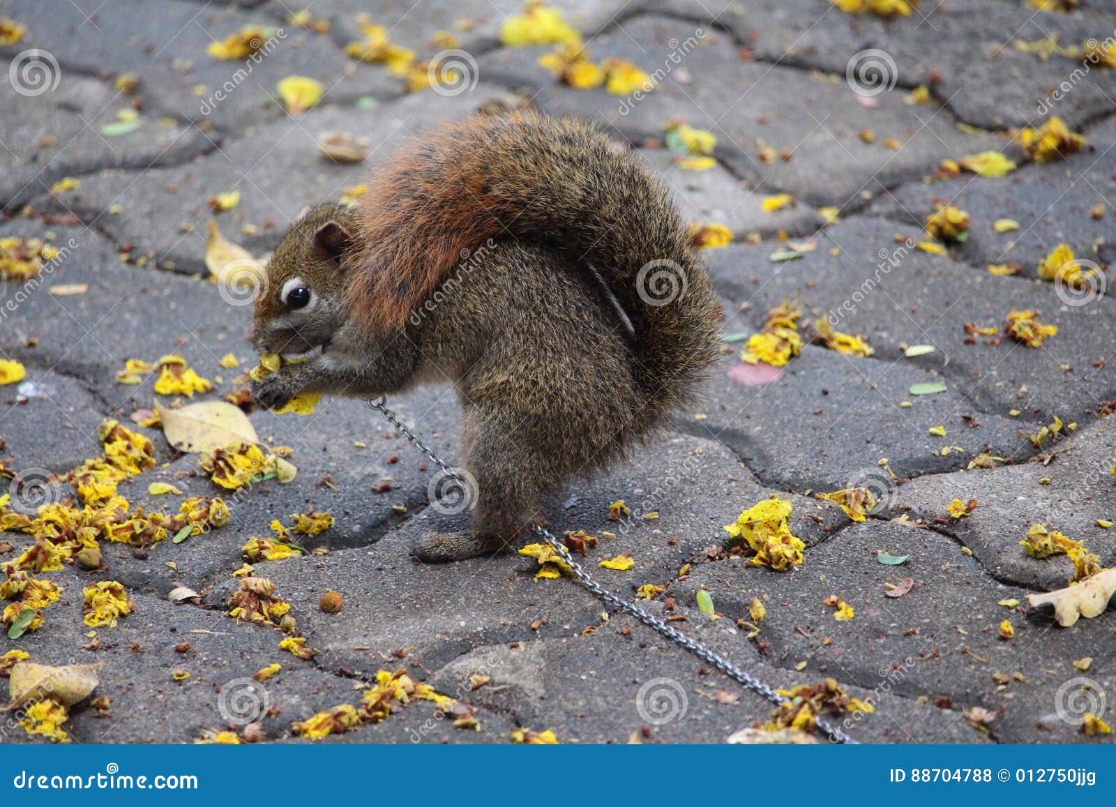 Tame Squirrel at Bangkok Park Stock Photo - Image of park, squirrel ...