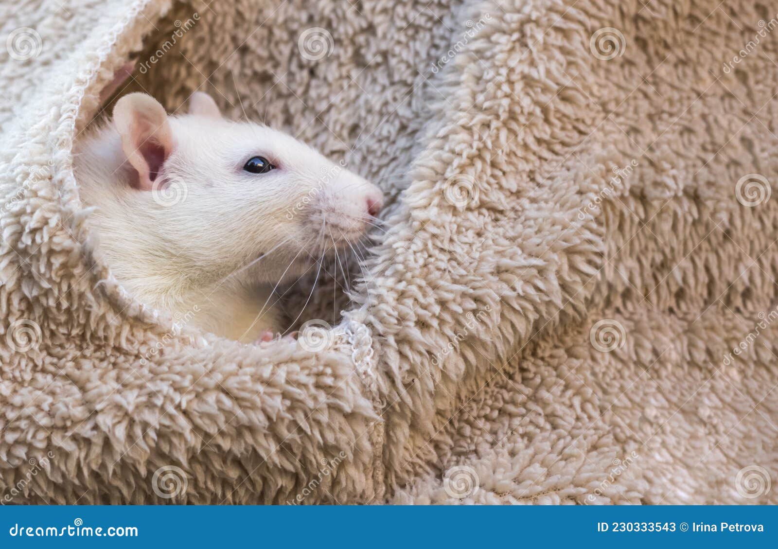 A Tame White Rat Sits in the Pocket of a Jacket Stock Image - Image of ...