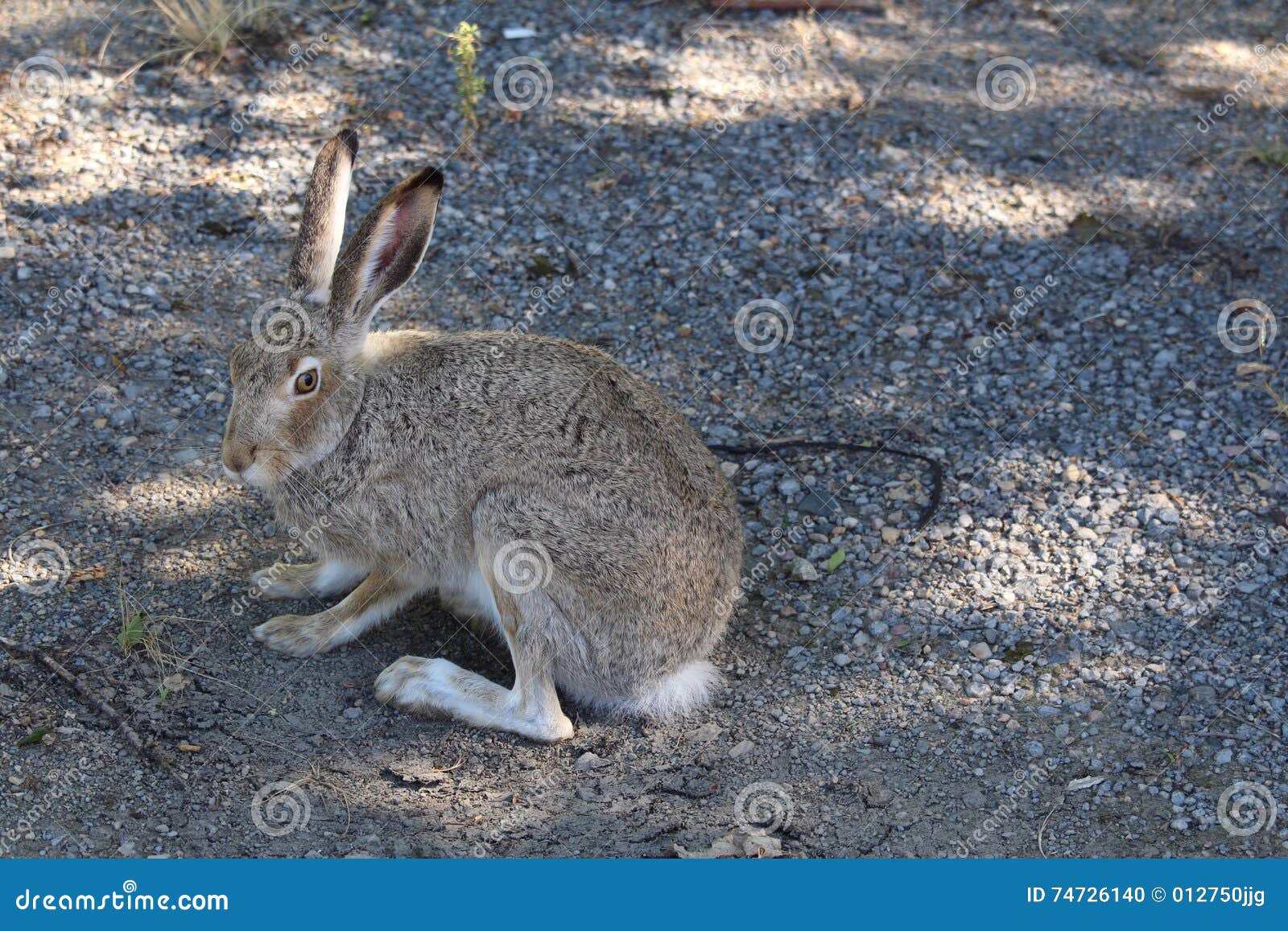 Tame wild rabbit stock photo. Image of hopping, cute - 74726140