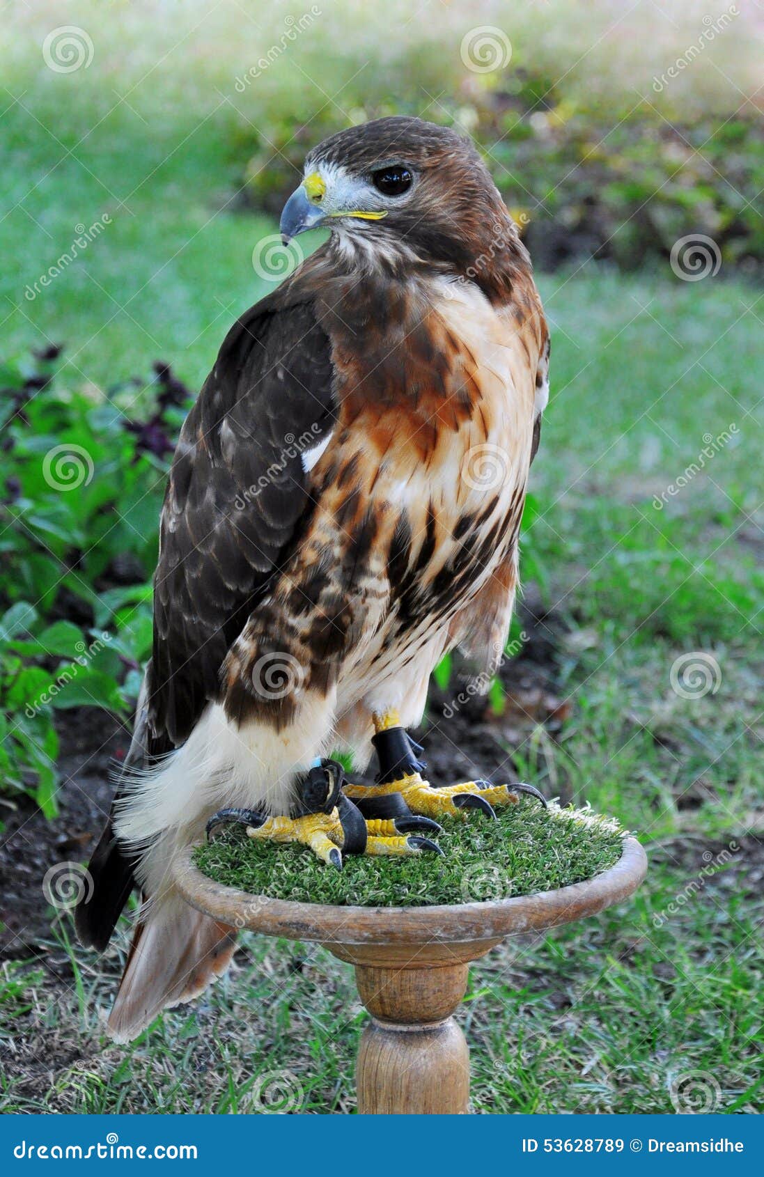 Tamed eagle stock image. Image of post, animal, head - 53628789