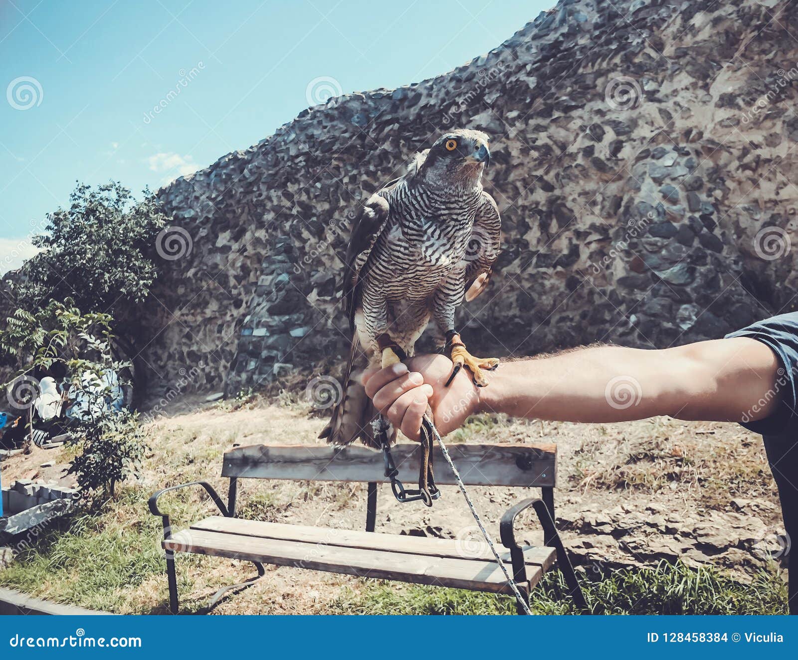 Tamed Hawk Sitting on the Master`s Hand. Summer Day in Old Tbilisi ...