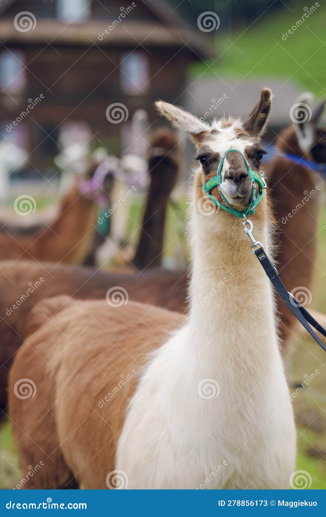 Tamed llama stock image. Image of cattle, carnivore - 278856173
